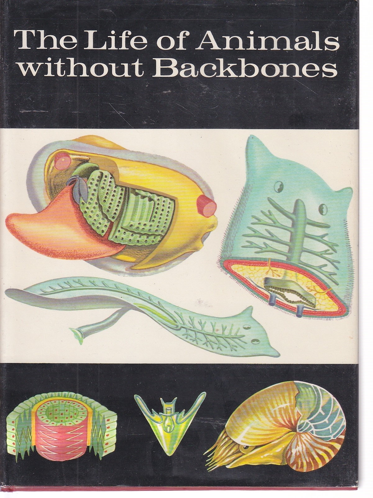 The Life of Animals Without Backbones Foundations of Invertebrate ...