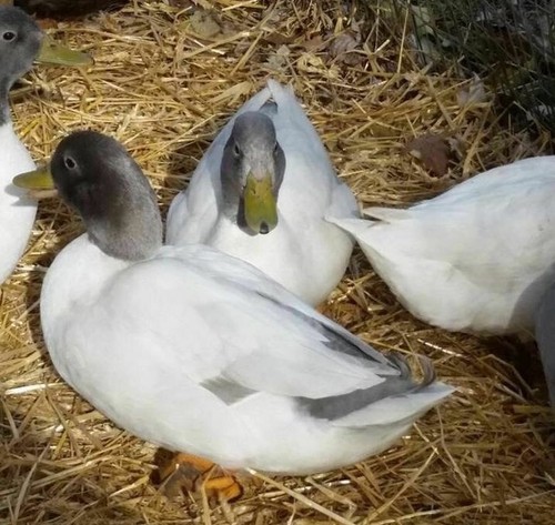 10 SILVER Mallard eggs for hatching. Ships USPS PRIORITY | eBay