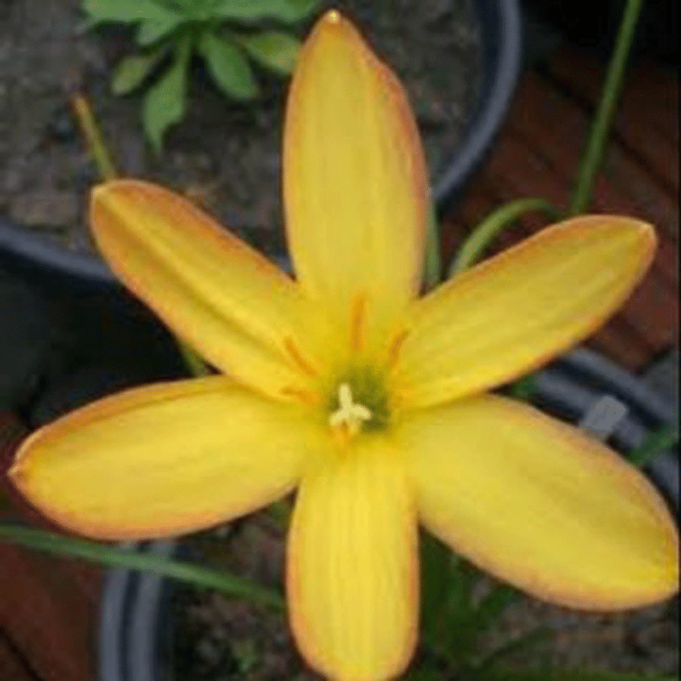 5 BULBS KING RANSAM RAIN LILY ZEPHYRANTHES ROSEA .FLOWERING SIZE. | eBay