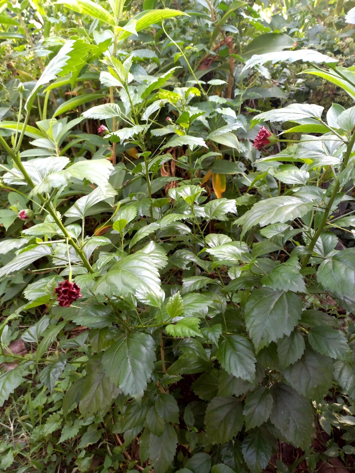 100g CEYLON DRIED HIBISCUS WHOLE FLOWER POKURU WADA PREMIUM ROSE TEA ...