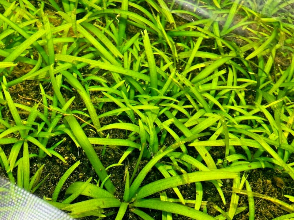 *BUY 2 GET 1 FREE* Dwarf Sagittaria Dwarf Sag Hair Grass Live Aquarium ...