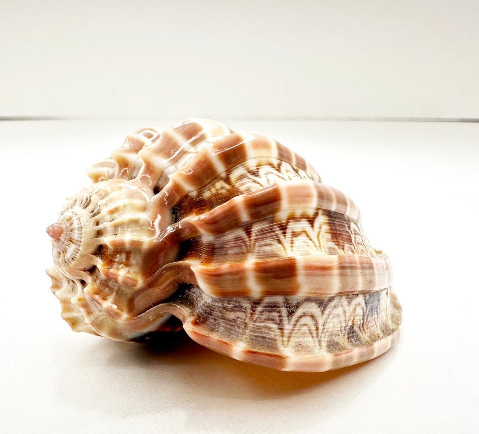 Pair of Harpa Major Seashells Matched Pair Beautiful Sharp Ribs & Deep Patterns | eBay