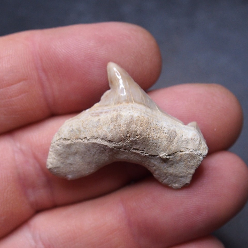 Pathological deformed disease defect Shark Tooth Teeth Fossil Predator ...