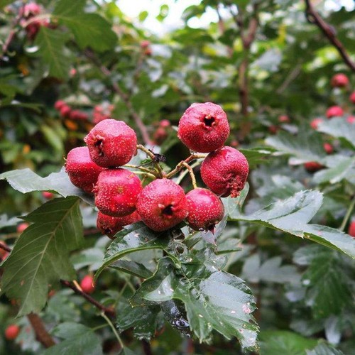 Organic Fruit 50 Hawthorn Seeds Maybush Haw May tree | eBay