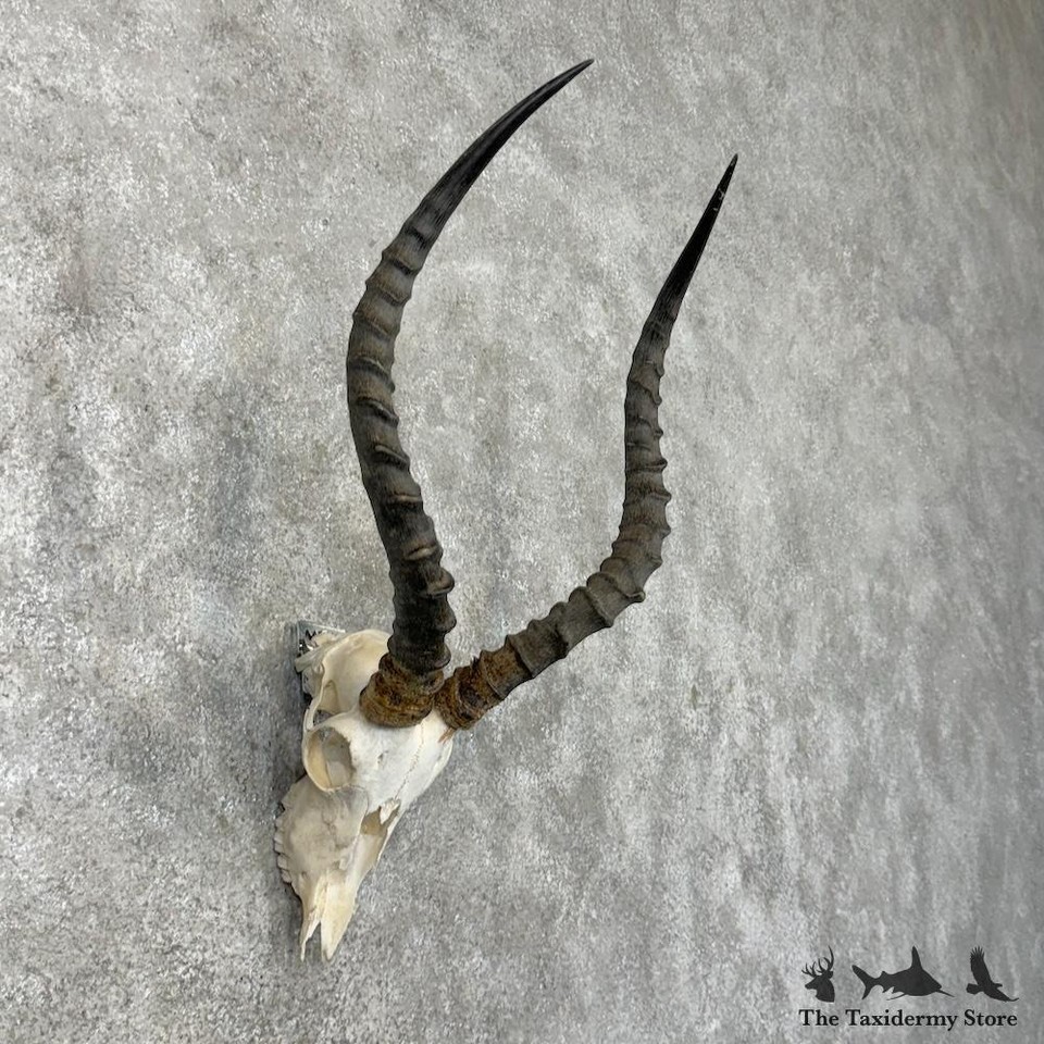 #29824 N | Impala Skull & Horns European Taxidermy Mount For Sale | eBay