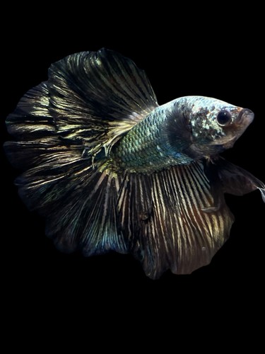 Live Betta Fish Male Rosetail Fancy Copper USA SELLER M1061 | eBay