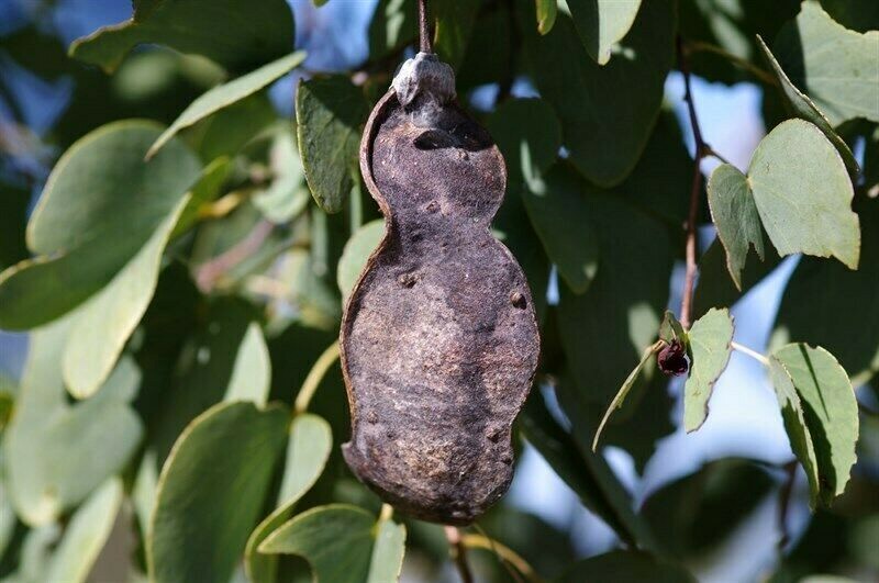 NATIVE BUTTERFLY ORCHID TREE SEEDS/KIMBERLEY BAUHINIA/JIGAL-BUSH TUCKER ...