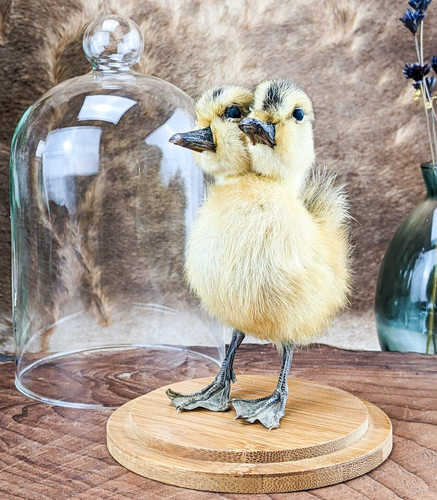 u50d 2 Two Headed Duck Duckling Display dome Species:A. Platyrhynchos ...