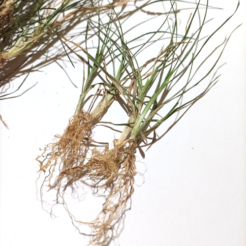 Ayurvedic Dry Paragis Plant 2oz Eleusine Indica Goosegrass Family ...