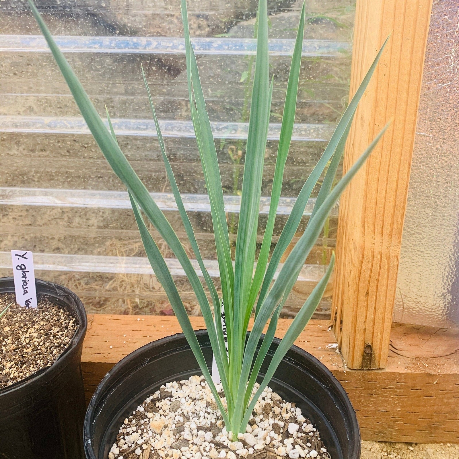 Yucca rostrata Oregon Blue 'Beaked Yucca' COLD HARDY | eBay