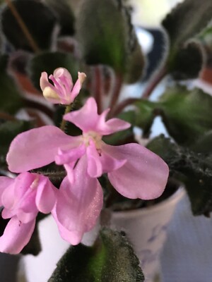 Imp's Pretty Deadly African Violet Plant, Wasp, Bustles, Semimini !! | eBay