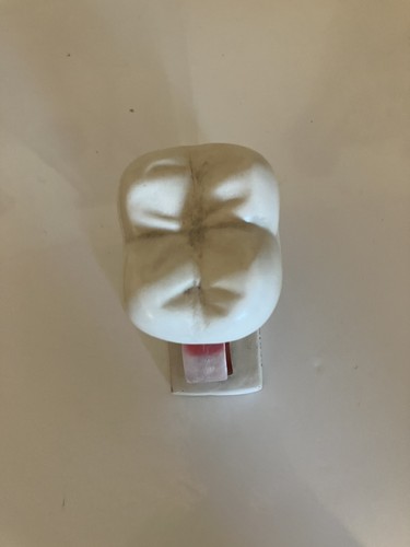 Vintage Giant tooth teeth brushing dental education Periodontal Display ...