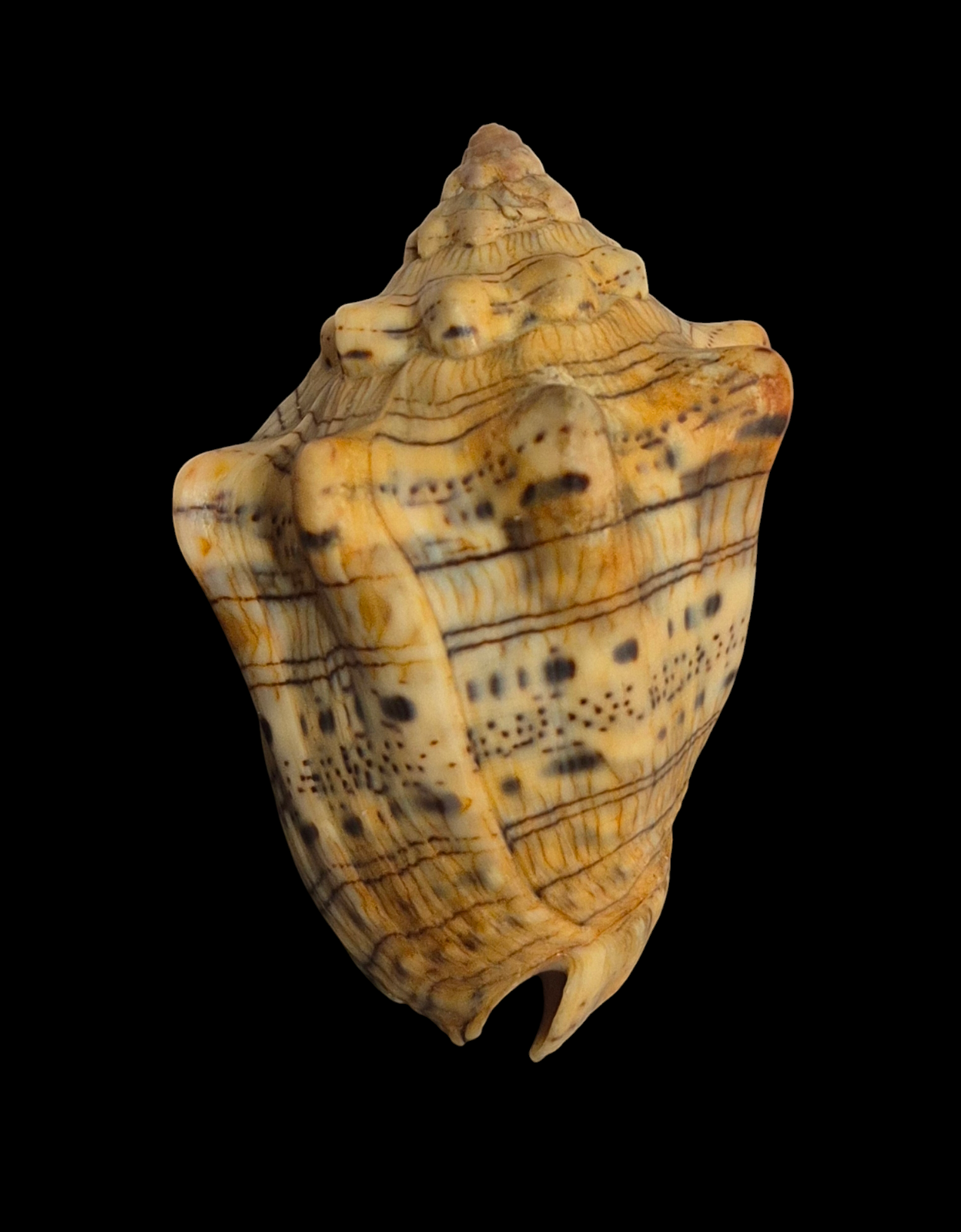 Conchiglia Shell VOLUTA MUSICA W/O Venezuela 73,1 mm | eBay