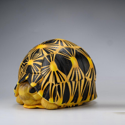 Astrochelys radiata Plus Animal heavenly body Figure Model Statue ...