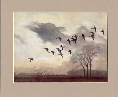 Peter Scott ~ Geese Moving From Stubble To Potatoes ~ Original Print ...