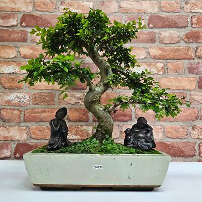 Large Chinese Elm (Ulmus Parvifolia) Bonsai Tree | Shaped | In 35cm Pot ...