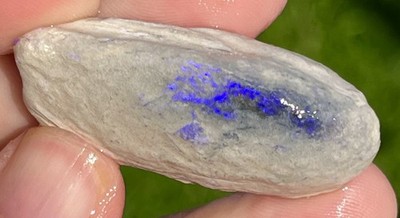Black Opal Clam Shell Fossil Lightning Ridge Australian Opals Fossils ...