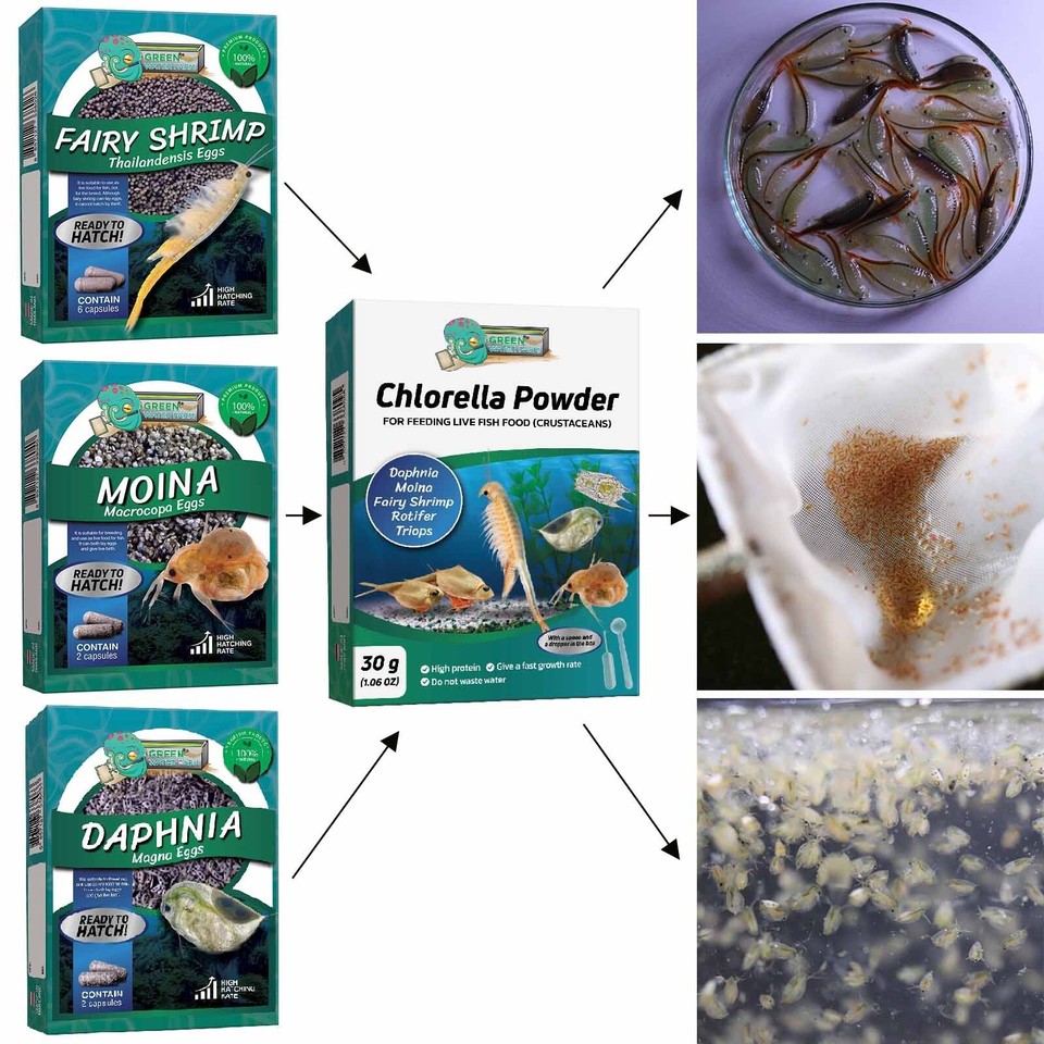 Fairy Shrimp Sirindhornae Eggs Live Fish Food for Hatching and Feed ...