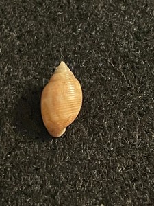 Sunita Shells | eBay Stores