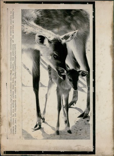 1972 Sydney Australia Antelope Animals Skinny Creatures Mother ...