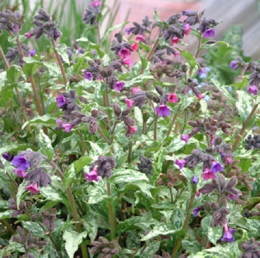 PULMONARIA 'Diana Clare' A.G.M. - Hardy Perennial Plant - ex 9cm (P9 ...