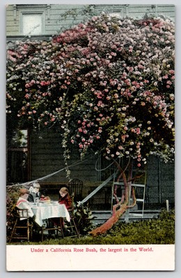 Children Eat Under World's Largest Rose Bush California CA Postcard ...