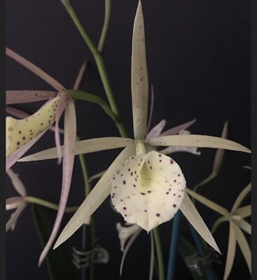 Orchid live Bl. Yellow Bird - Blooming size | eBay