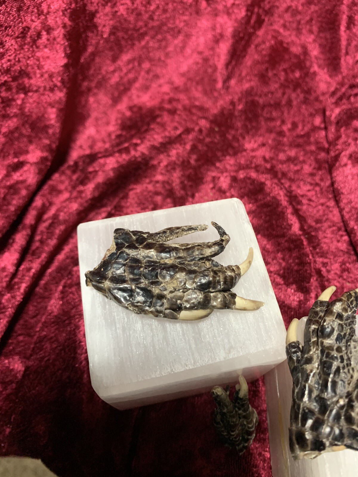 Florida Alligator foot - Gator Paw Good Luck Talisman Gambling Hand ...