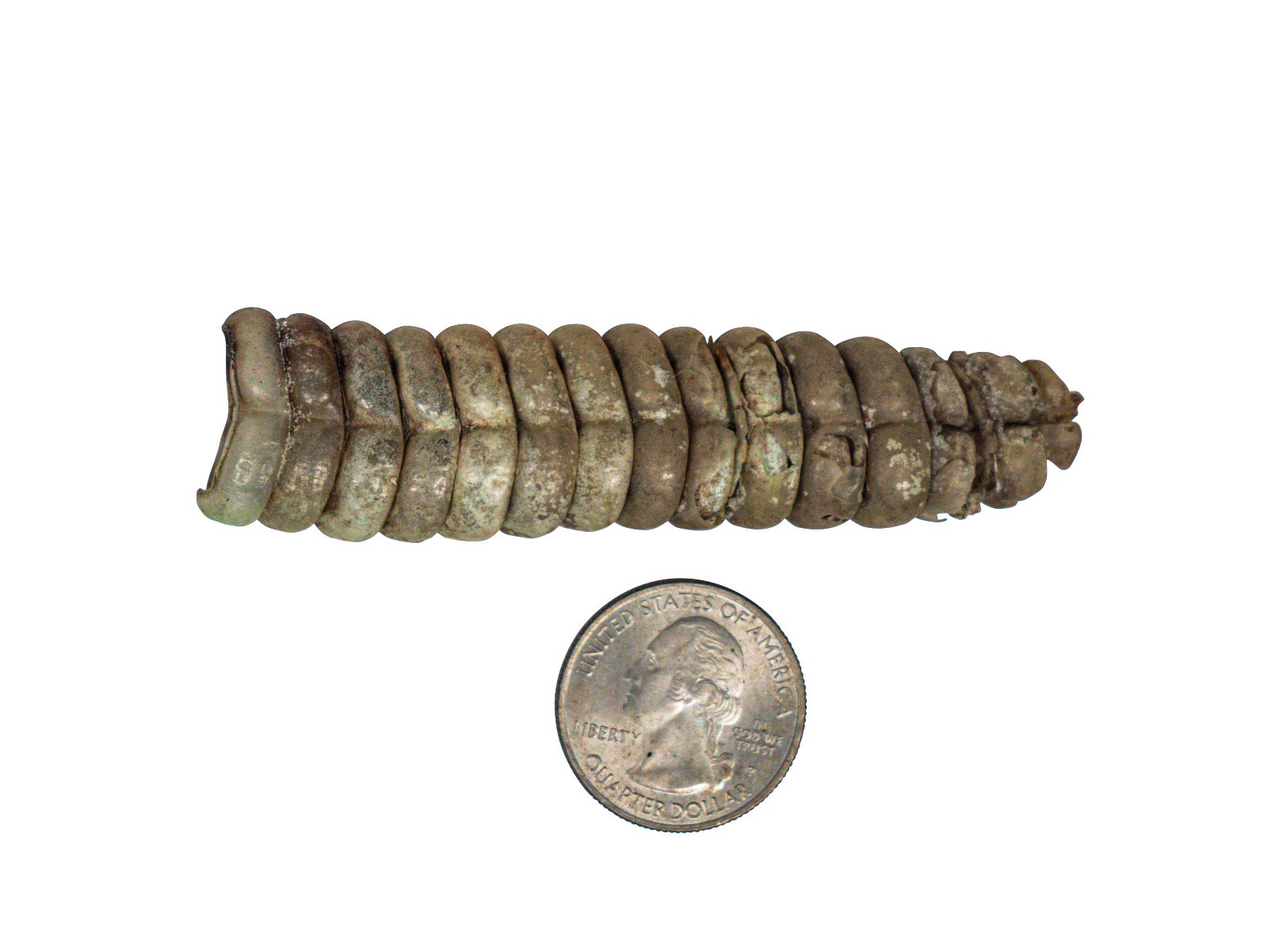 Jumbo Texas Rattlesnake Rattle (598-R1-J) C4C | eBay