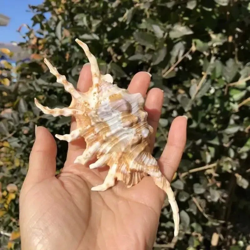 03 Large Scorpion Lambis Spider Conch Seashell Rare Real Beach Home ...