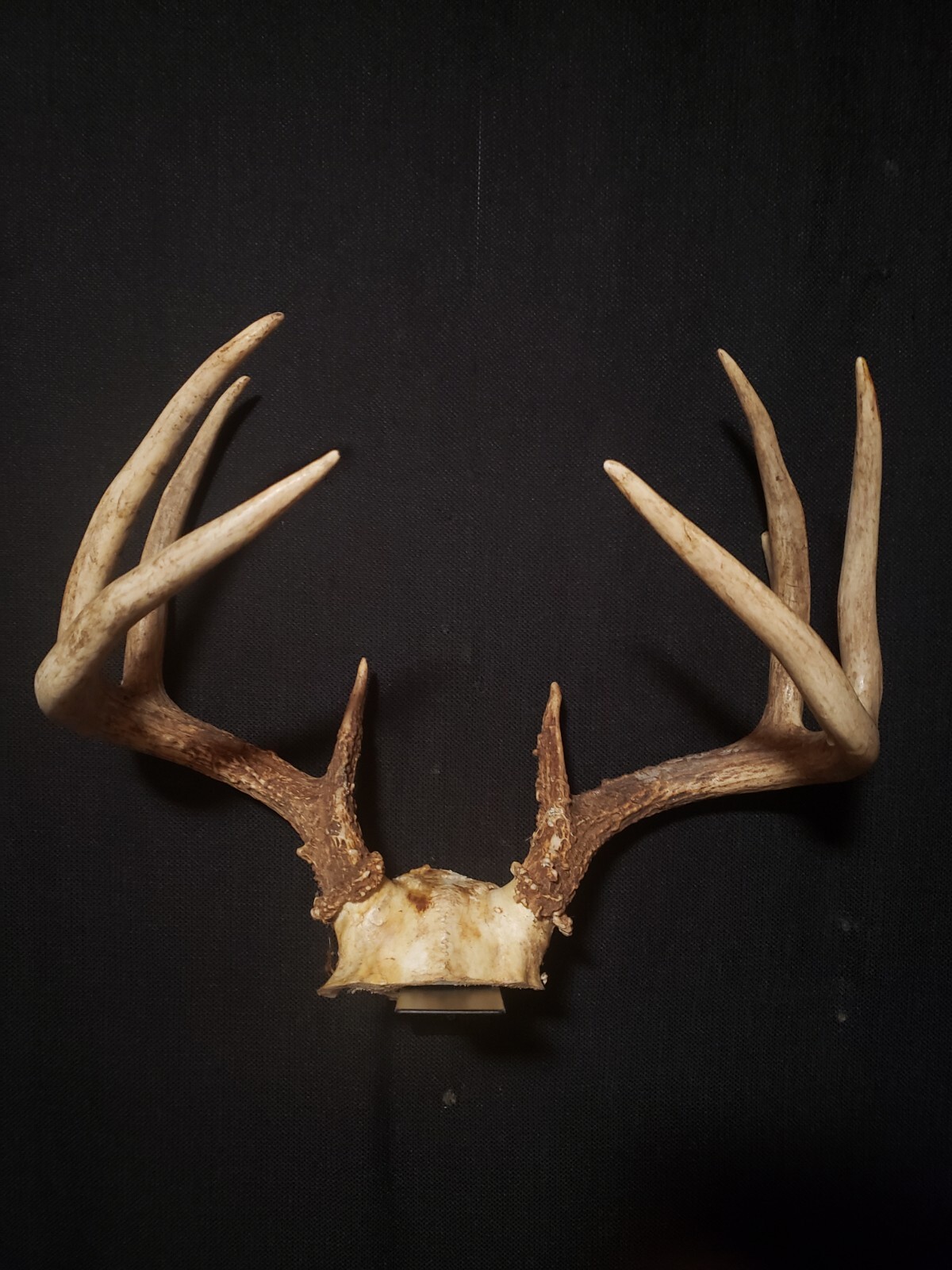120" Whitetail Deer 8 Point Buck Antler Taxidermy Horns Shed Cabin ...
