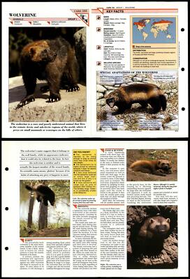 Wolverine #105 Mammals Wildlife Fact File Fold-Out Card | eBay