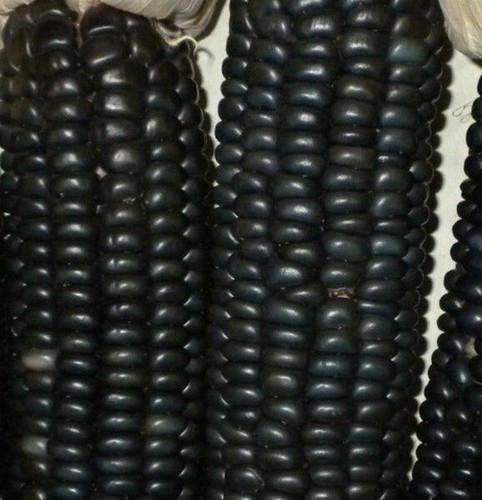 Giant Black Maya Negro Sweet Corn Maize 20 Seeds Heirloom ORGANIC BIO ...