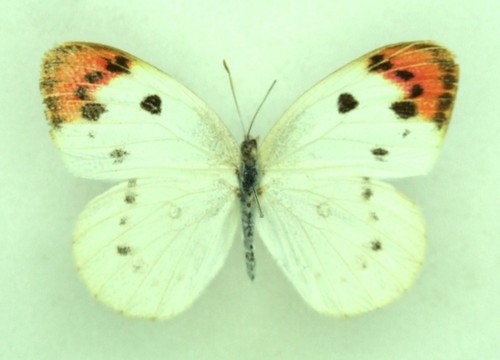 Madagascar butterfly Colotis guenei SET x1 SCARCE A- FM damaged #j02 ...