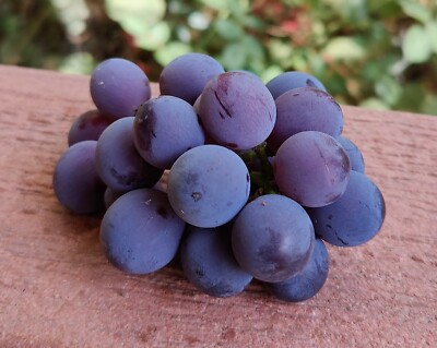 One (1) of KYOHO Grape - Live Plant Tree About 6-18" Tall | eBay