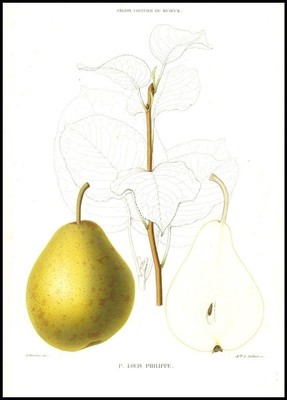 1864 Chromolithograph P. LOUIS PHILIPPE Pear Fruit Decaisne (JF78) | eBay