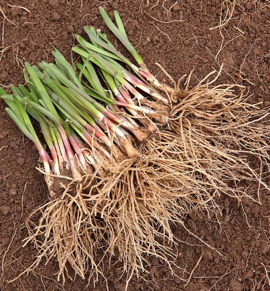 35 Organic Live Chinese Chives Roots Ready To Plant 韭菜根 | eBay