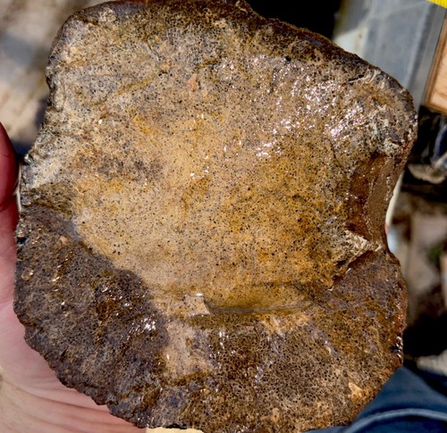 Tempskya petrified Palmwood 4 Pound 5 Ounce Lot | eBay