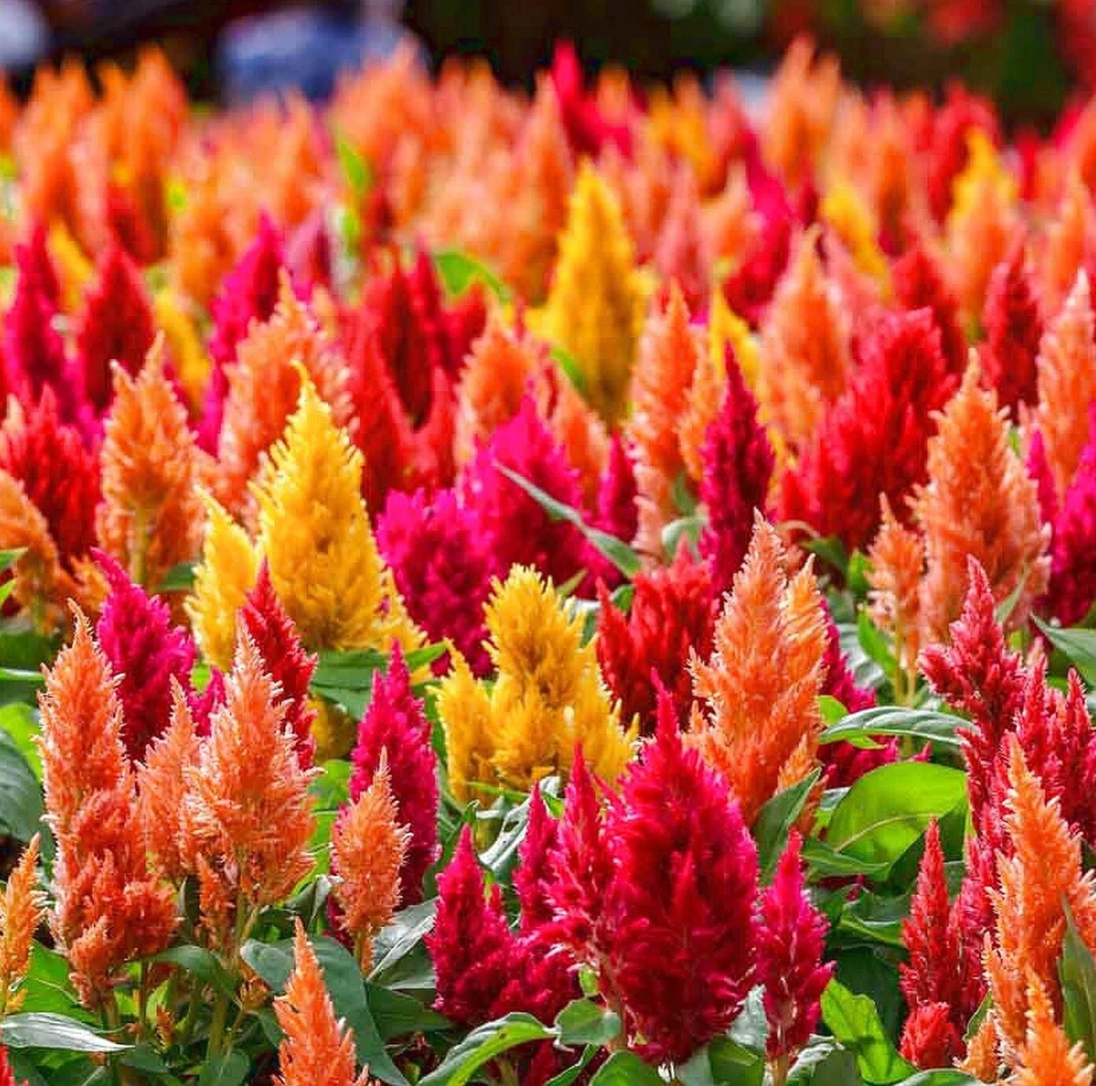Celosia Plumosa