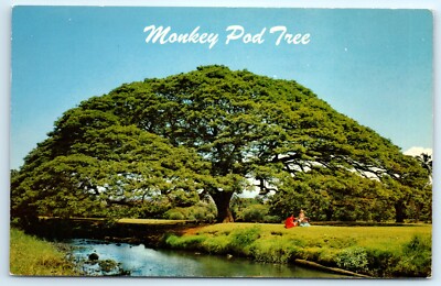 POSTCARD Hawaiian Monkey Pod Tree Main Source of Hardwood on Island | eBay