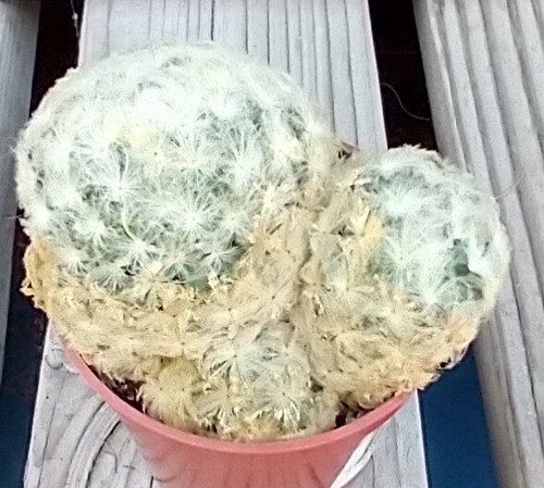 Mammillaria plumosa Fuzzy Golf Ball Cactus Already Nice Clumping | eBay