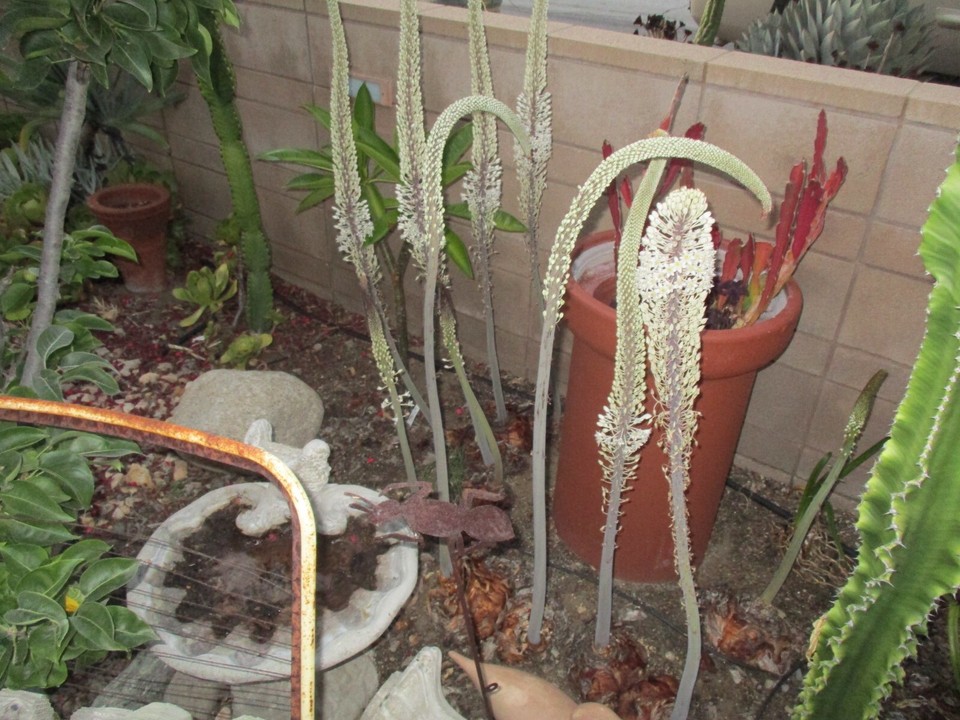 Urginea maritima Giant Sea Squill Scilla maritime 1 BULB | eBay