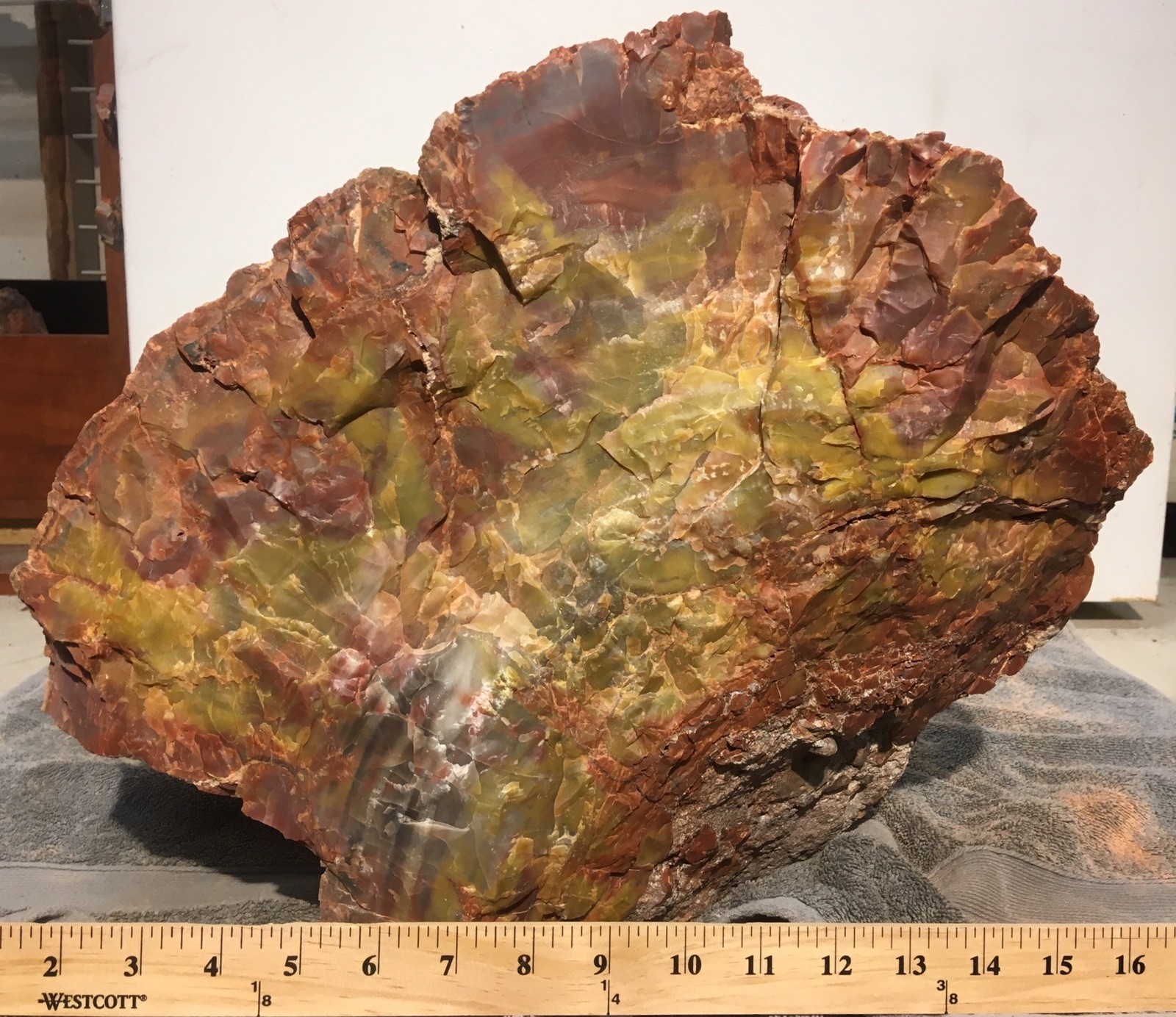 Petrified Wood Arizona Rainbow Rare Natural Fossil Rough Raw Solid Slab ...