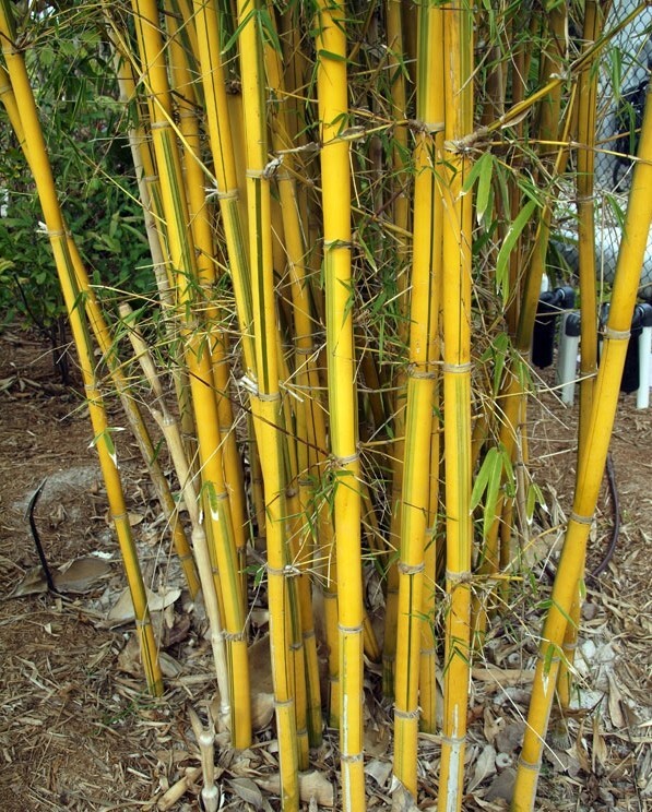 HAWAIIAN GOLD BAMBOO Bambusa vulgaris vittata -1 Division/Starter Plant ...