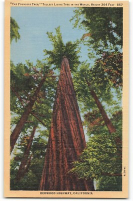 Postcard The Founders Tree Height 364 Feet, Redwood Highway, CA VTG ME2 ...