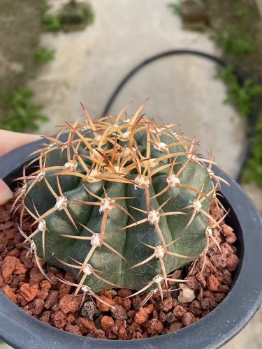 Rare Succulent Living Plant Discocactus ferricola Own Root Garden Décor ...