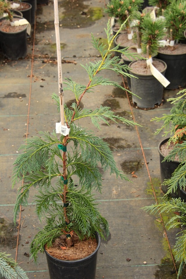 Cupressus nootkatensis 'Glauca Pendula' - Alaskan Cedar *Live Plant | eBay