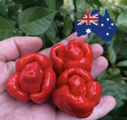 CHILLIMAMA Red Moruga Scorpion Chilli Pepper 30 SEEDS ORGANIC SUPERHOT ...