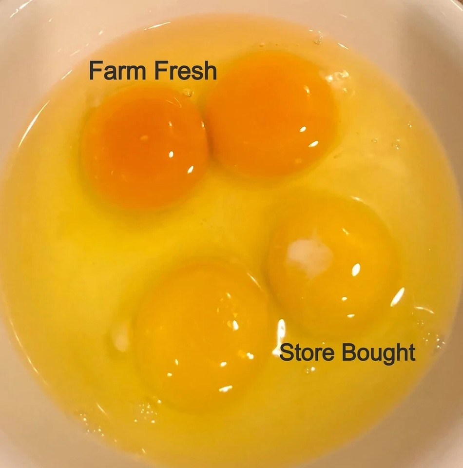 Farm-Fresh, Free-Range, Organic Large Size Eggs (w-bloom) - 5 Dozen-non ...