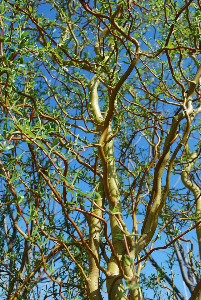 Contorted Willow, Twisted, Corkscrew, Salix Matsudana in a 17cm - 2 ...